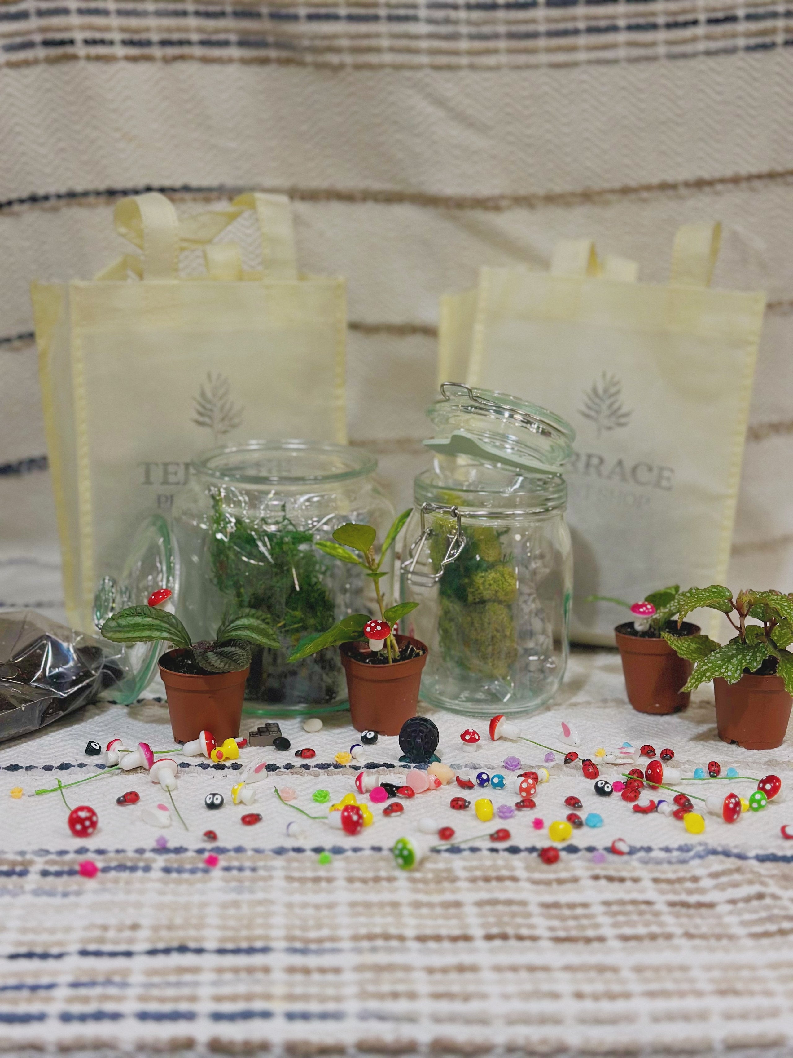 DIY Terrarium Home Kit | Terrace Plant Shop